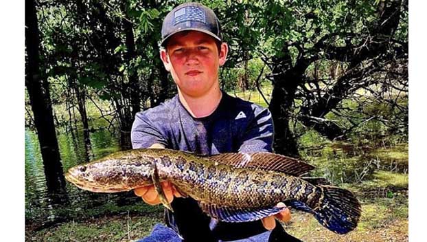 Mississippi brothers shocked after catching ‘Frankenfish’ but say ...