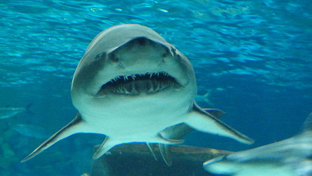 Shark receives successful spinal surgery from Mississippi Aquarium ...