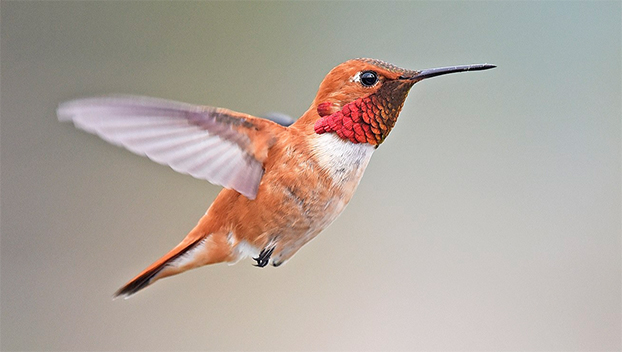 Unusual hummingbirds being spotted across Mississippi | Magnolia State Live