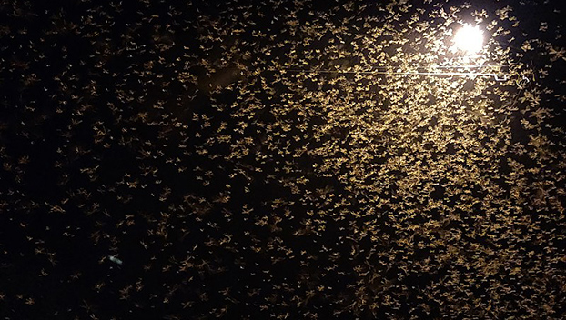 Termites swarm in the South as their mating season begins | Magnolia ...