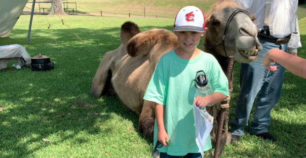 Camels to return to Vicksburg National Military Park on Saturday in ...