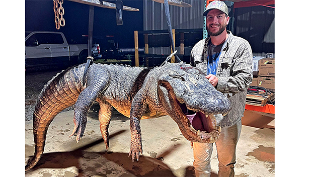 Monster 800-pound gator gives Mississippi alligator hunter the story of ...