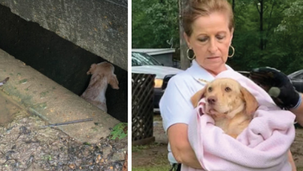 Mississippi puppy rescued after being swept into storm drain by heavy ...