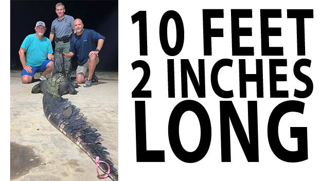 Gator breaks Mississippi record in first weekend of season | Magnolia ...