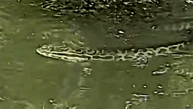 Mississippi angler captures rare sighting of invasive Snakehead fish in ...