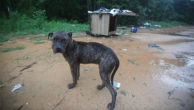 More than 70 dogs rescued after dead, decomposing animals found in ...