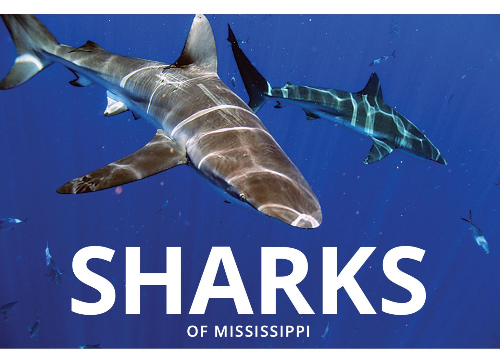 It’s SHARK WEEKend in Mississippi! | Magnolia State Live