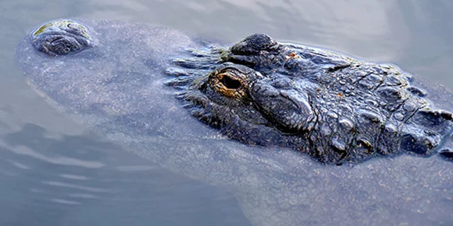 Mississippi gator season opens with 800-pound monster bagged in Yazoo ...
