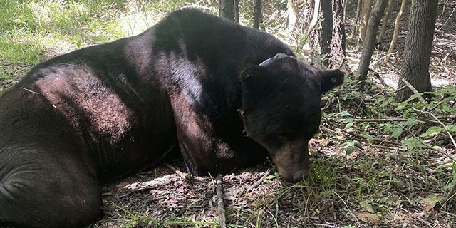 Largest black bear in Mississippi history collared by wildlife ...